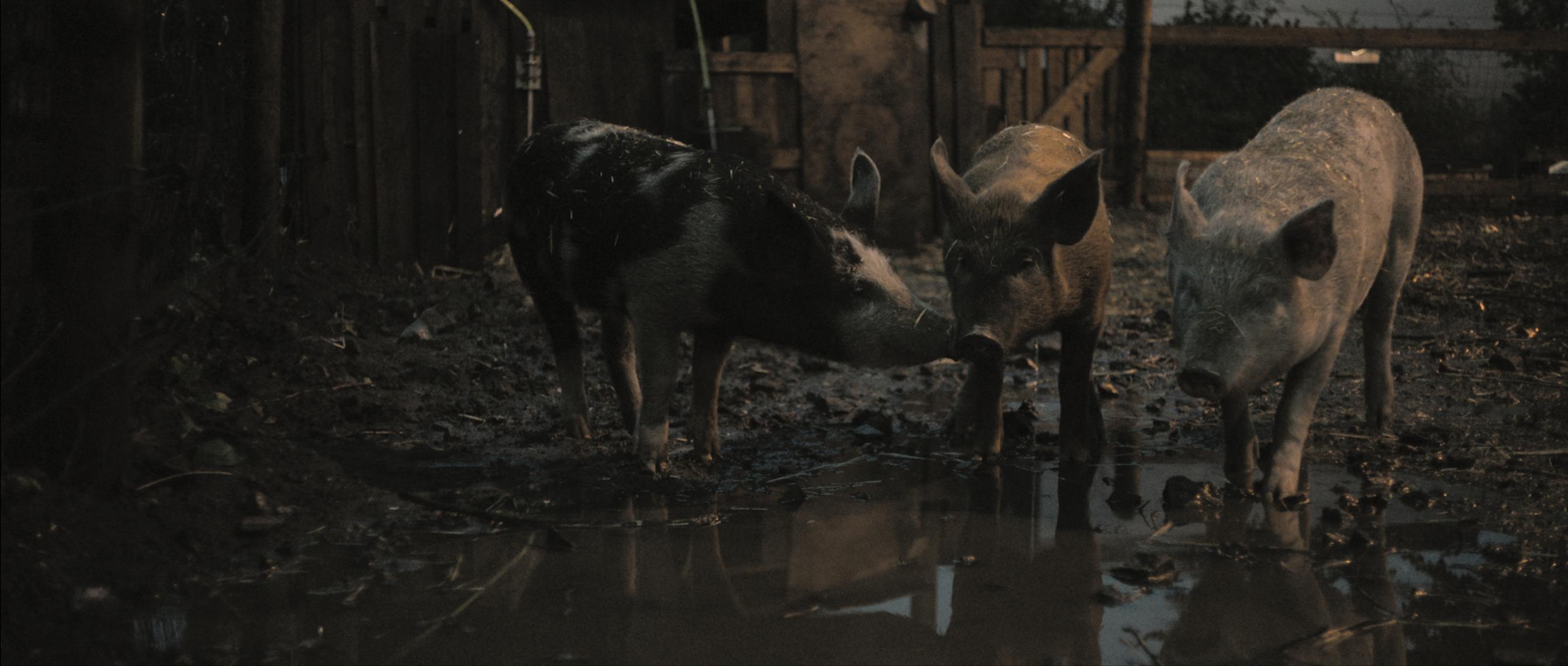 New Pigs On The Block